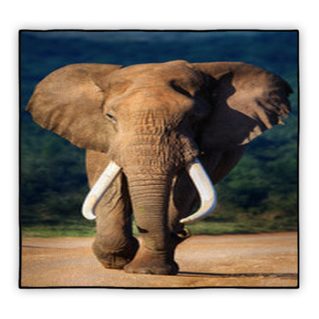 Elephant Area Rugs & Custom Size Floor Mats