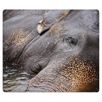 Safari Shower Curtains, Mats, & Towels Personalize