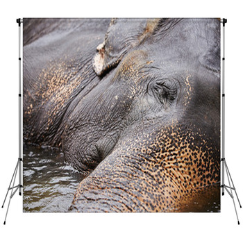Safari Photo Backdrops | Available in nearly ANY Custom Sizes