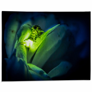 Firefly Area Rugs & Floor Mats