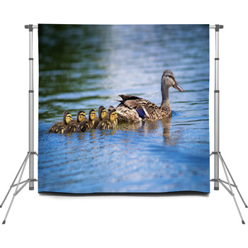 Duck Photo Backdrops | Available in nearly ANY Custom Sizes