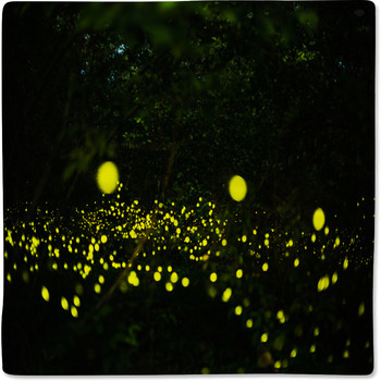 Firefly Baby Blankets, Toddler Bedding | Personalized