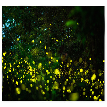 Firefly Area Rugs & Floor Mats