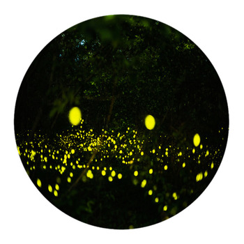 Firefly Area Rugs & Floor Mats