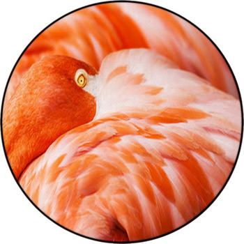 Flamingo Rugs & Floor Mats