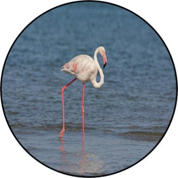 Flamingo Area Rugs & Custom Size Floor Mats