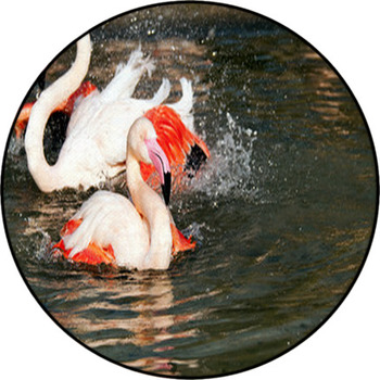Flamingo Rugs & Floor Mats