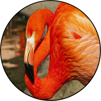 Flamingo Rugs & Floor Mats