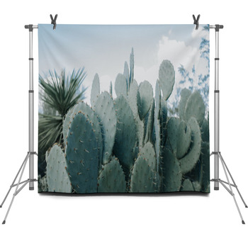 Cactus Photographer Backdrops | Available in Ultra Large Custom Sizes