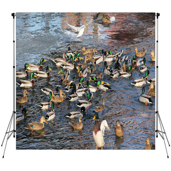 Duck Photo Backdrops | Available in nearly ANY Custom Sizes