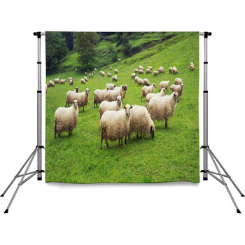 Farm animal Custom Backdrops | Available in Very Large Custom Sizes