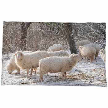 Sheep Comforters, Duvets, Sheets & Sets | Custom