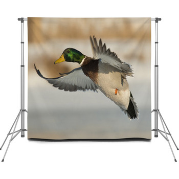 Duck Photo Backdrops | Available in nearly ANY Custom Sizes