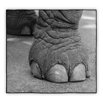 Elephant Area Rugs & Custom Size Floor Mats