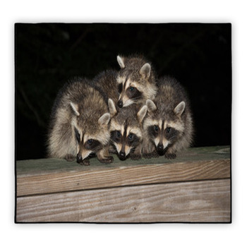 Raccoon Area Rugs & Custom Size Floor Mats