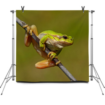 Frog Photographer Backdrops | Available in Ultra Large Custom Sizes