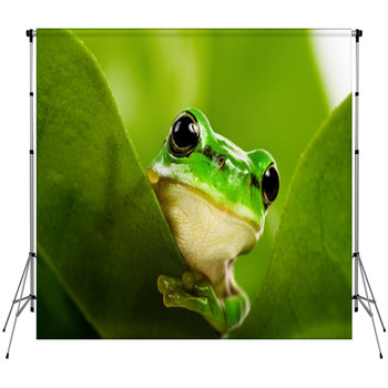 Frog Photographer Backdrops | Available in Ultra Large Custom Sizes