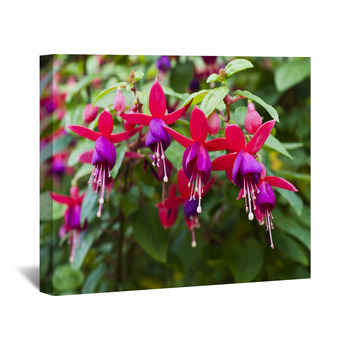 Fuchsia Wall Decor in Canvas, Murals, Tapestries, Posters & More