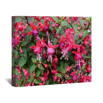Fuchsia Wall Decor in Canvas, Murals, Tapestries, Posters & More