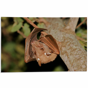 Bat Rugs & Custom Size Floor Mats