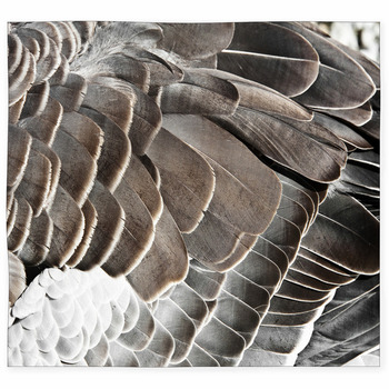 Feather Rugs & Custom Size Floor Mats