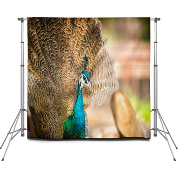 Peacock Photographer Backdrops | Available in nearly ANY Custom Sizes