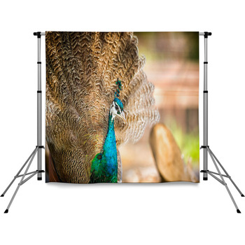 Peacock Photographer Backdrops | Available in nearly ANY Custom Sizes