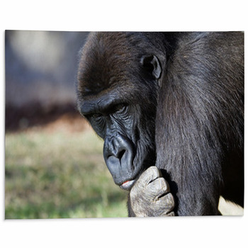 Gorilla Rugs & Custom Size Floor Mats