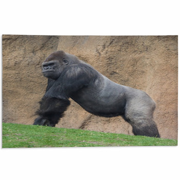 Gorilla Rugs & Custom Size Floor Mats
