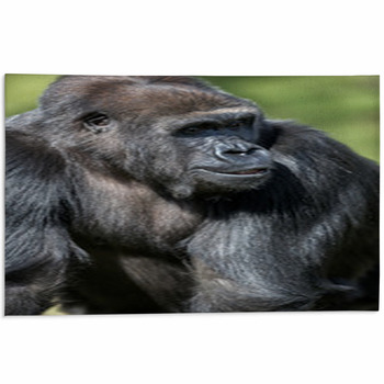 Gorilla Rugs & Custom Size Floor Mats