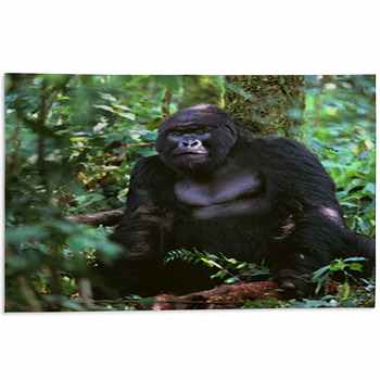 Gorilla Rugs & Custom Size Floor Mats