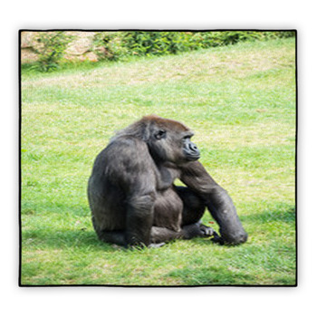 Gorilla Rugs & Floor Mats