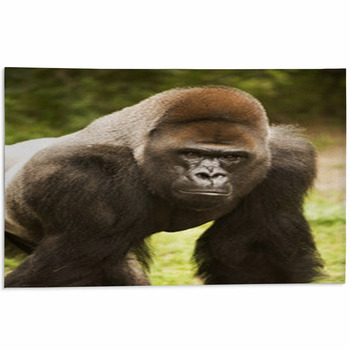 Gorilla Rugs & Custom Size Floor Mats