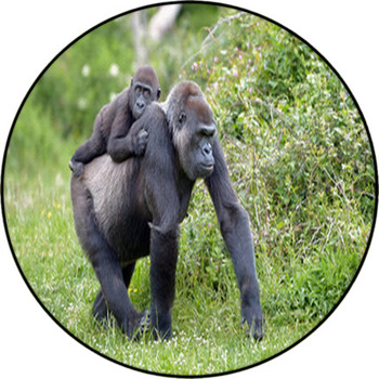 Gorilla Rugs & Custom Size Floor Mats