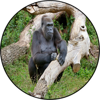 Gorilla Rugs & Custom Size Floor Mats