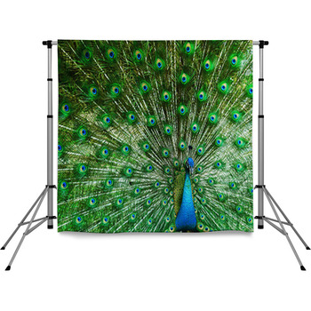 Peacock Photographer Backdrops | Available in nearly ANY Custom Sizes
