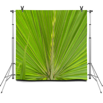 Palm tree Custom Backdrops | Available in Ultra Large Custom Sizes