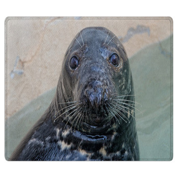 Seal Area Rugs & Floor Mats