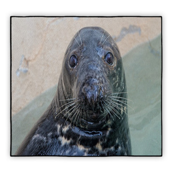 Seal Rugs & Floor Mats