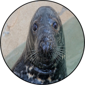 Seal Area Rugs & Floor Mats