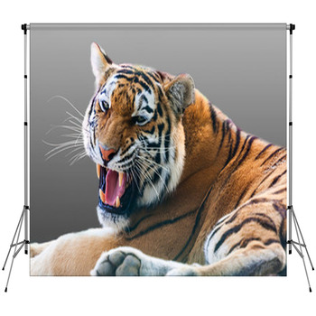Tiger Custom Backdrops | Available in Ultra Large Custom Sizes