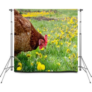 Farm animal Custom Backdrops | Available in Very Large Custom Sizes
