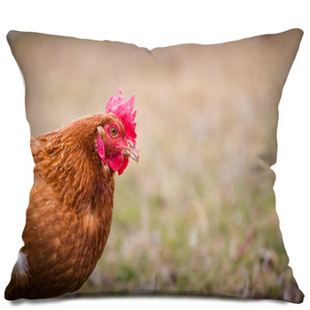 Chicken Throw Pillows, Cases