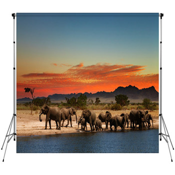 Safari Photo Backdrops | Available in nearly ANY Custom Sizes