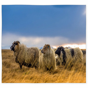 Sheep Area Rugs & Floor Mats