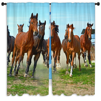 Horse Drapes & Window Treatments | Black Out | Custom Sizes
