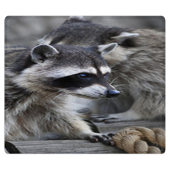Raccoon Area Rugs & Floor Mats