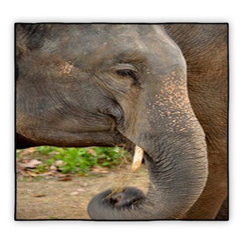 Elephant Area Rugs & Custom Size Floor Mats