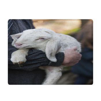 Sheep Shower Curtains, Bath Mats, & Towels Personalize