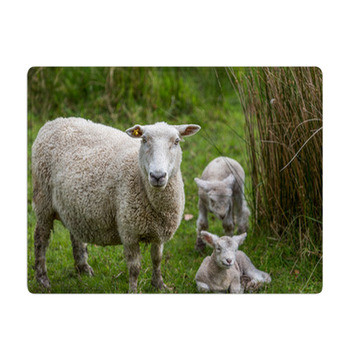 Sheep Shower Curtains, Bath Mats, & Towels Personalize